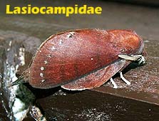 Papua Insects Foundation (Lepidoptera)